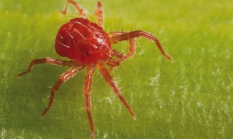Tétranyque Rouge (Tetranychus Urticae) | Cultivers