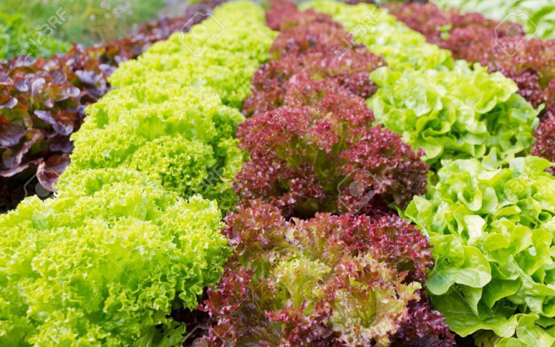 Guía Del Cultivo De La Lechuga | Cultivers