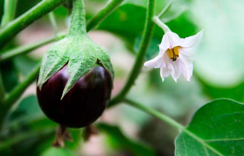 Guía Del Cultivo De La Berenjena | Cultivers