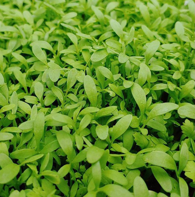 Microgreen Garden Cress Seeds | Cultivers