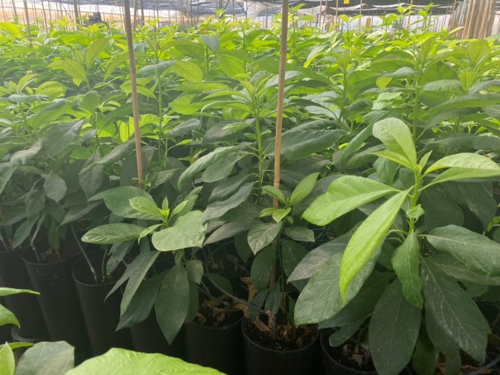 Planta Aguacate In-Vitro Belona Hass | Cultivers