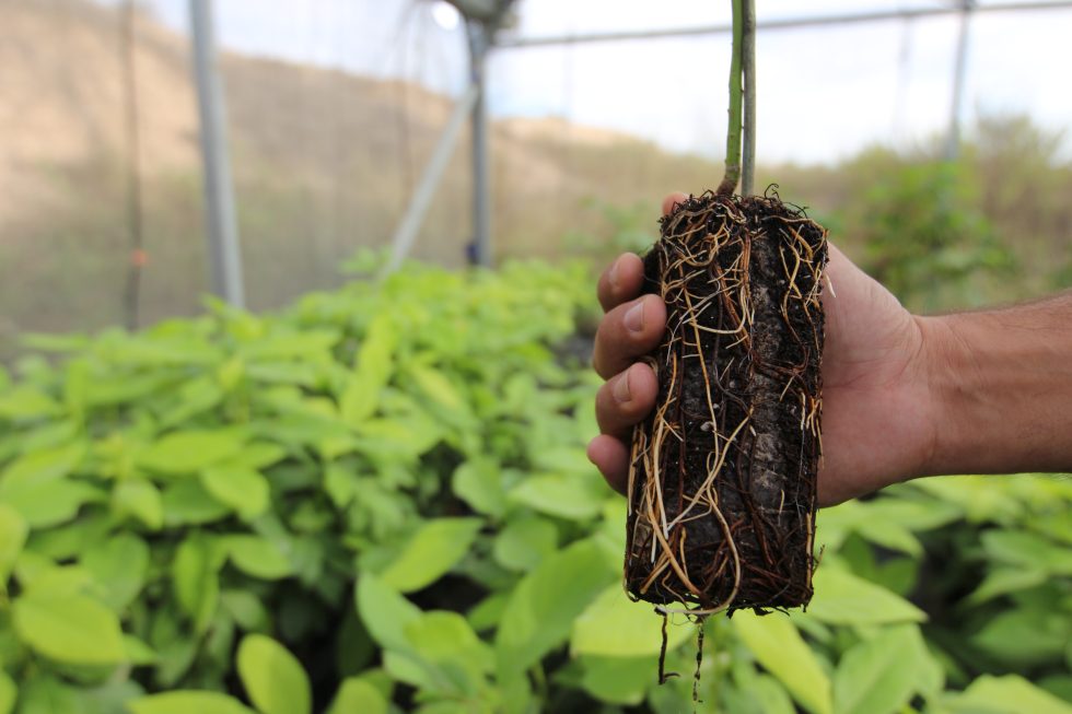 Planta Aguacate In-Vitro Belona Hass | Cultivers