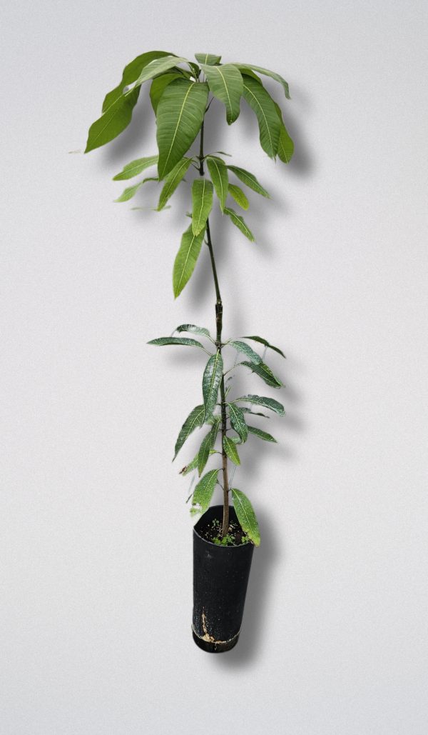 Planta De Mango Osteen | Cultivers