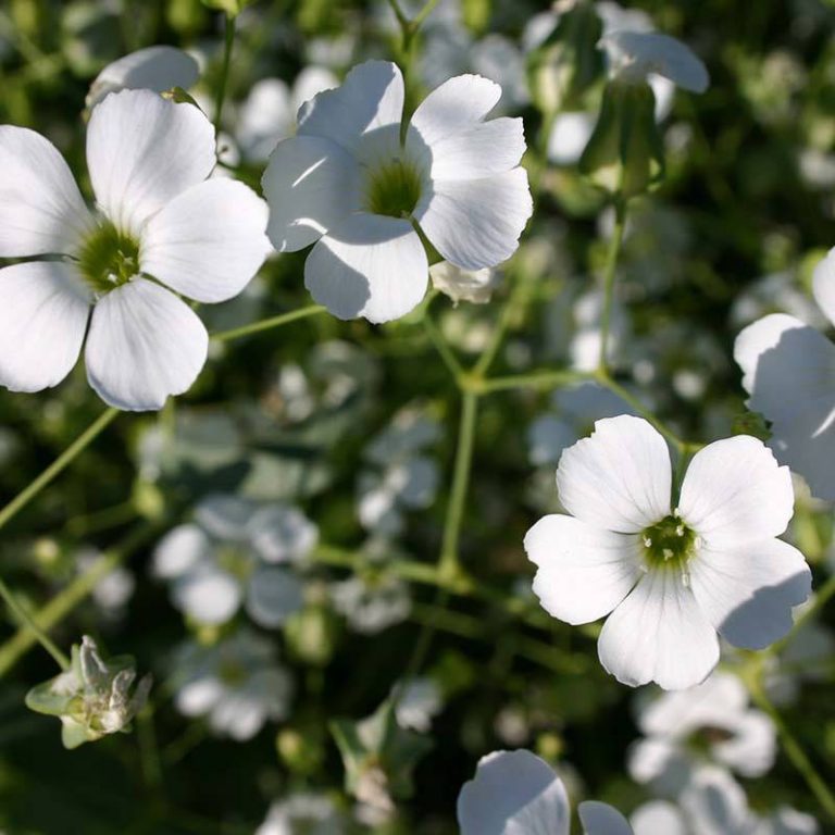 Organic White Cow Grass Seeds | Cultivers