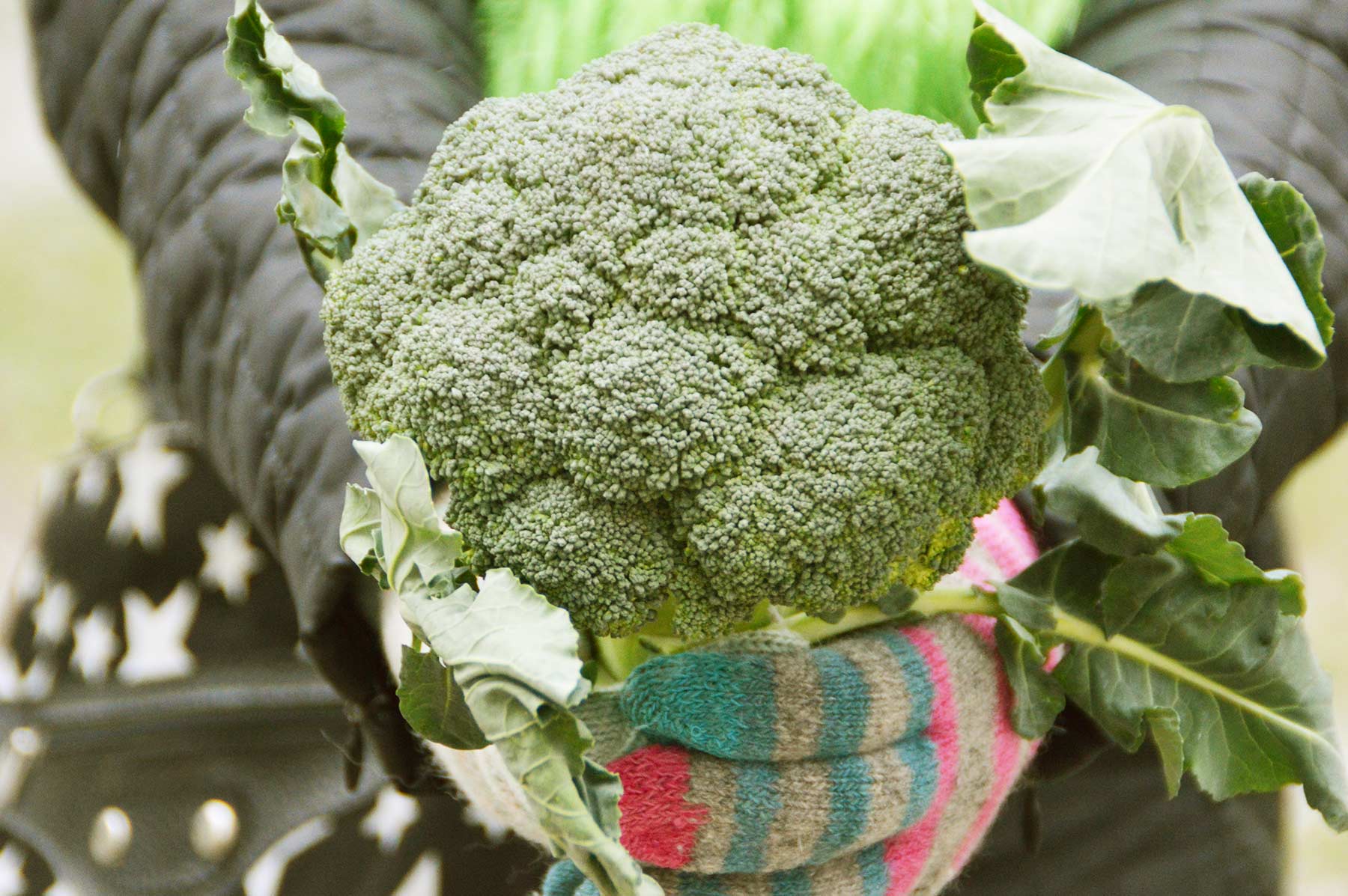 Guía de cultivo del brócoli